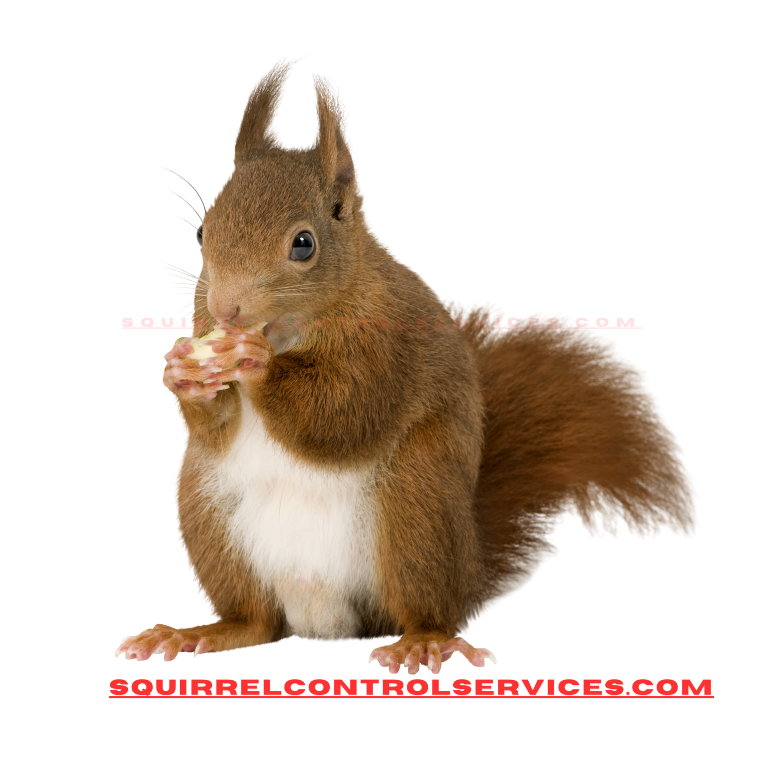 Repairing Squirrel Damage - Squirrel Control Services